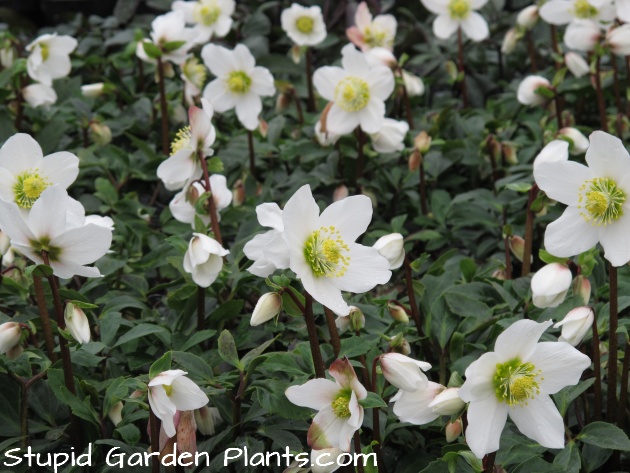 Primula belarina ‘Cobalt Blue’ | Stupid Garden Plants